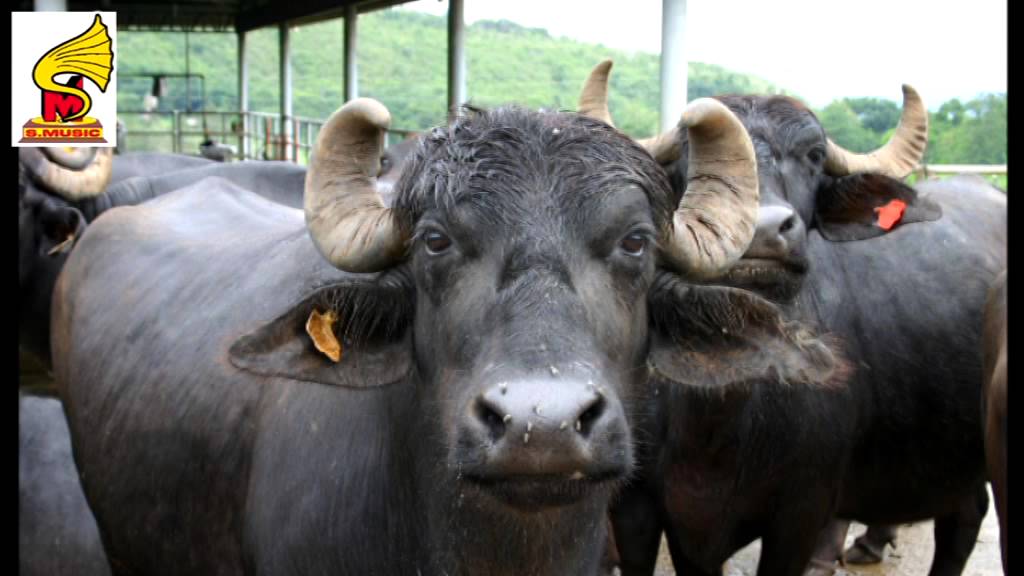 Animal Sounds Buffalo and pictures = animal Sound for Children - YouTube