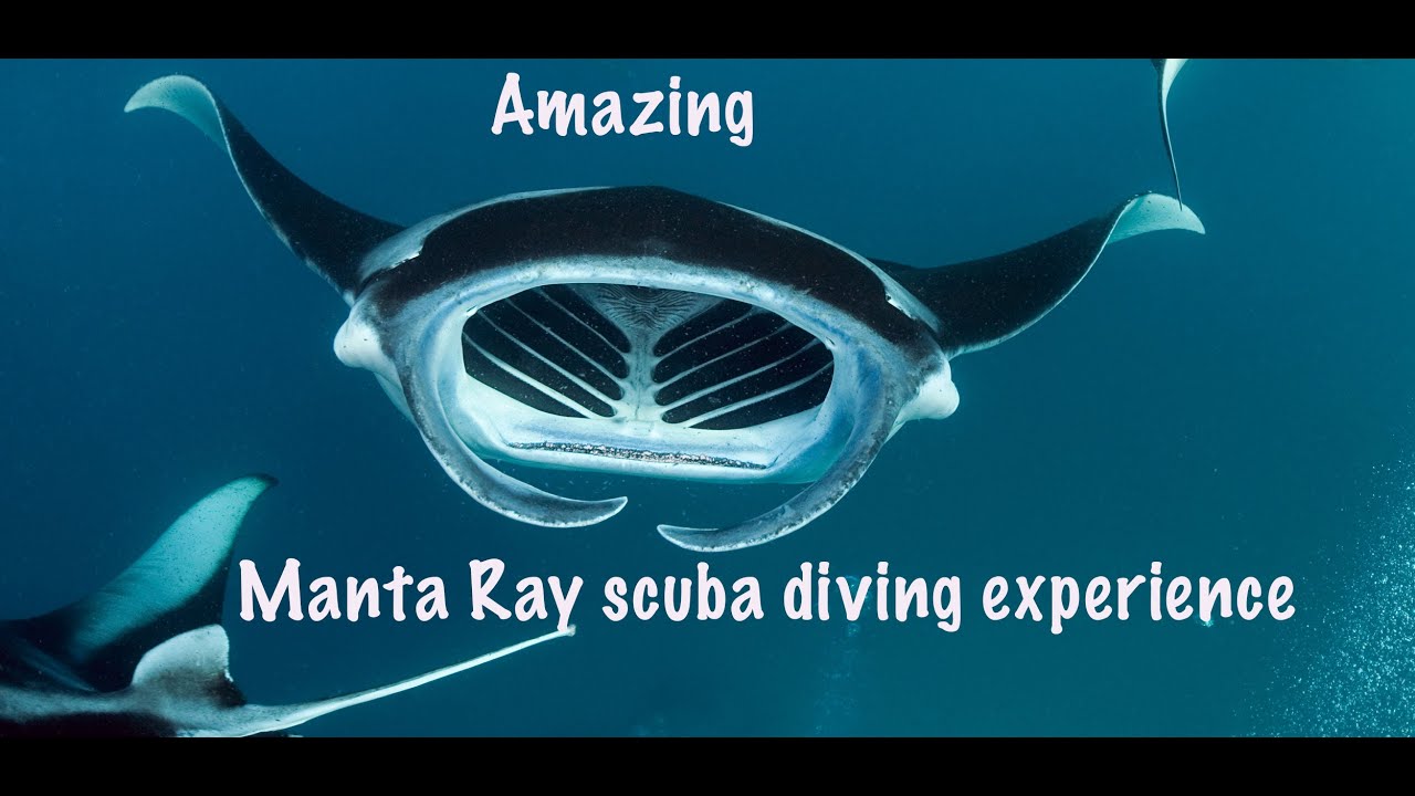 Extraordinary Manta ray scuba diving experience - YouTube