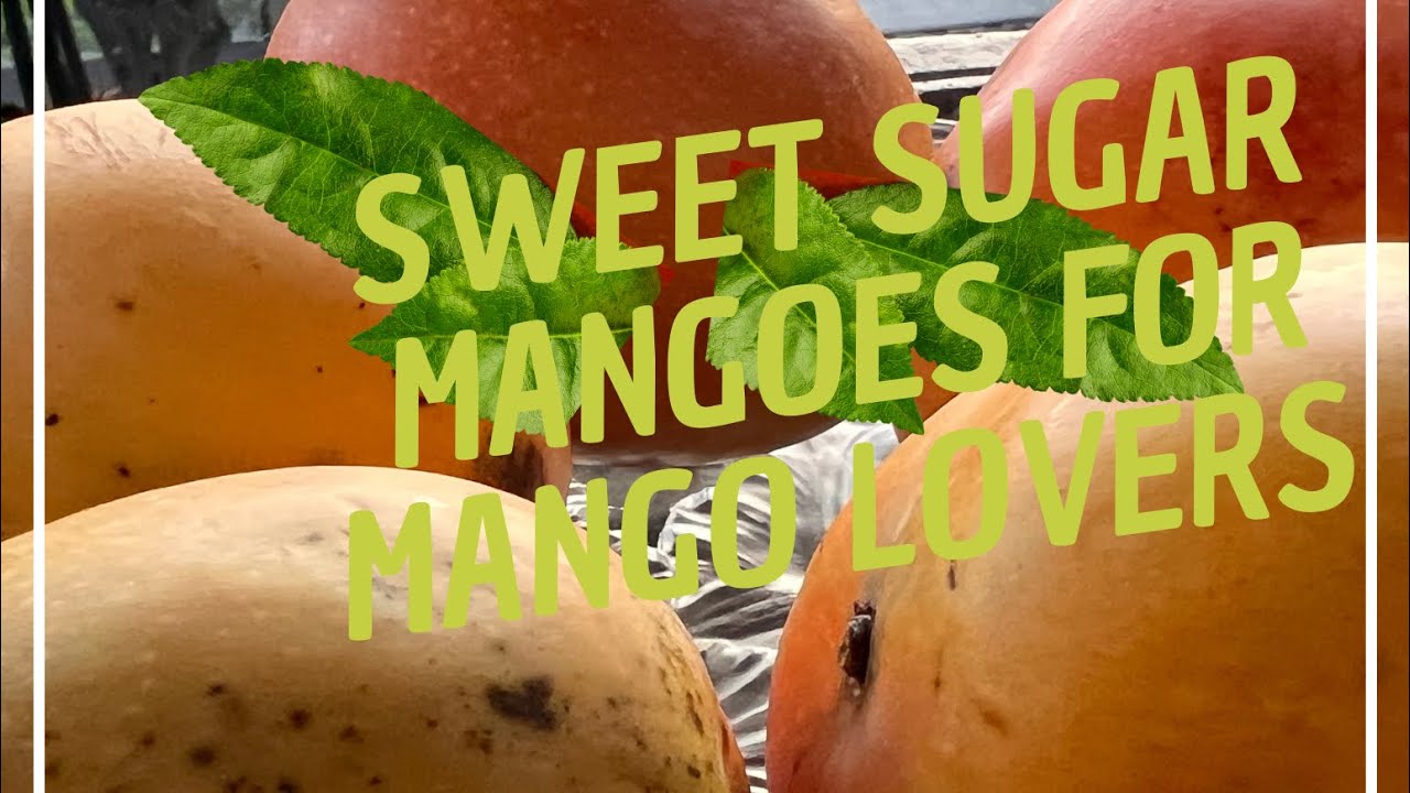 Mangoes So Many Varieties, Sweet Sugar Mangoes#mangoes - YouTube