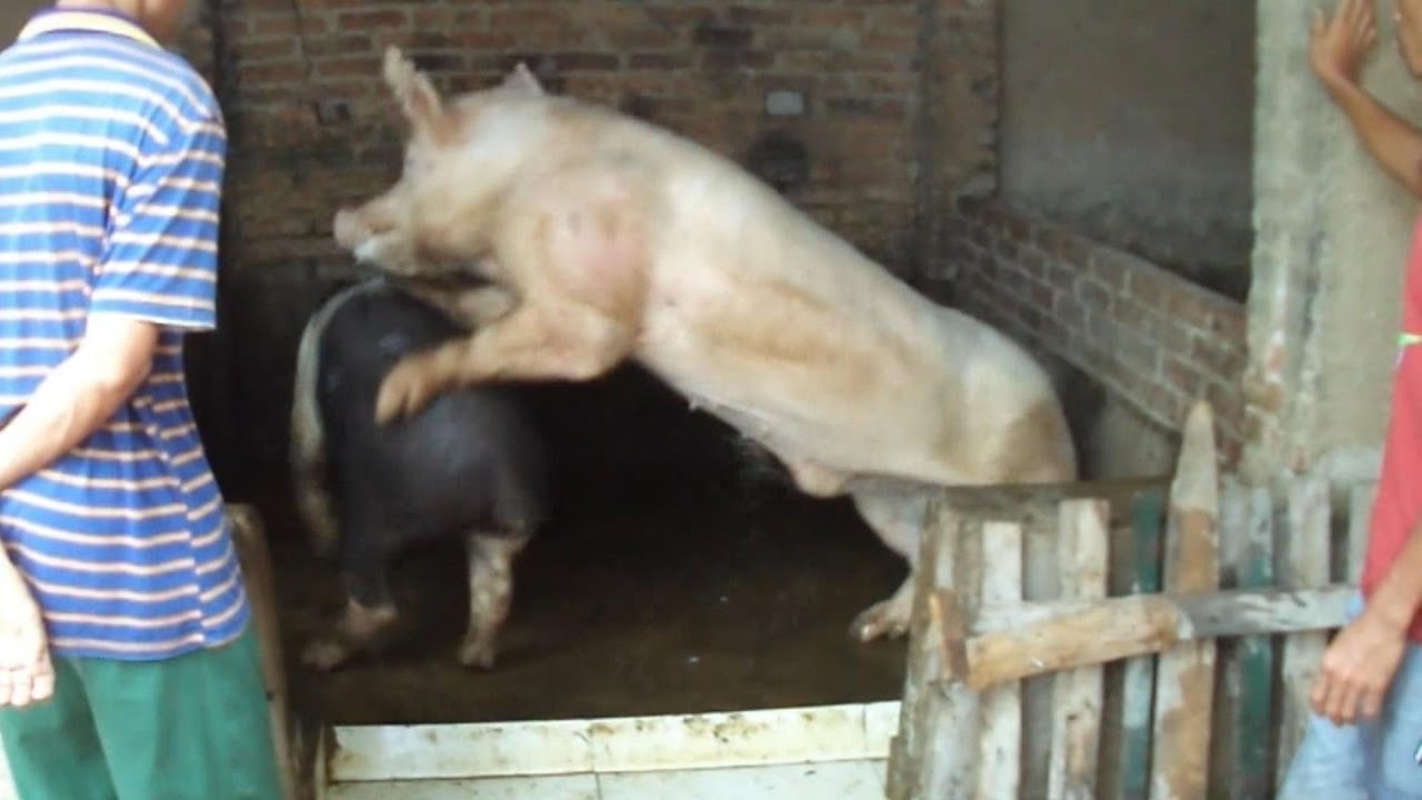 Amazing Pig Mating! White Boar Vs Black Sow ★ Dusama Farms! #161 - YouTube