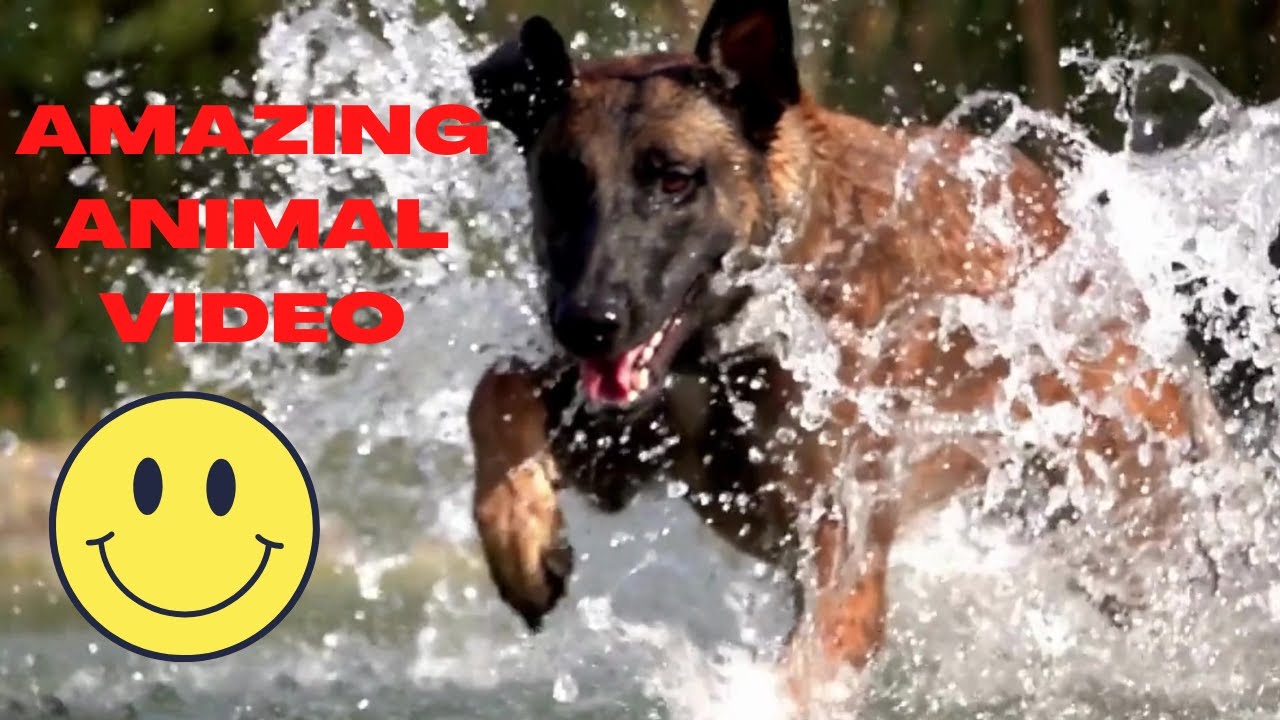 AMAZING ANIMAL VIDEO # SHORTS - YouTube