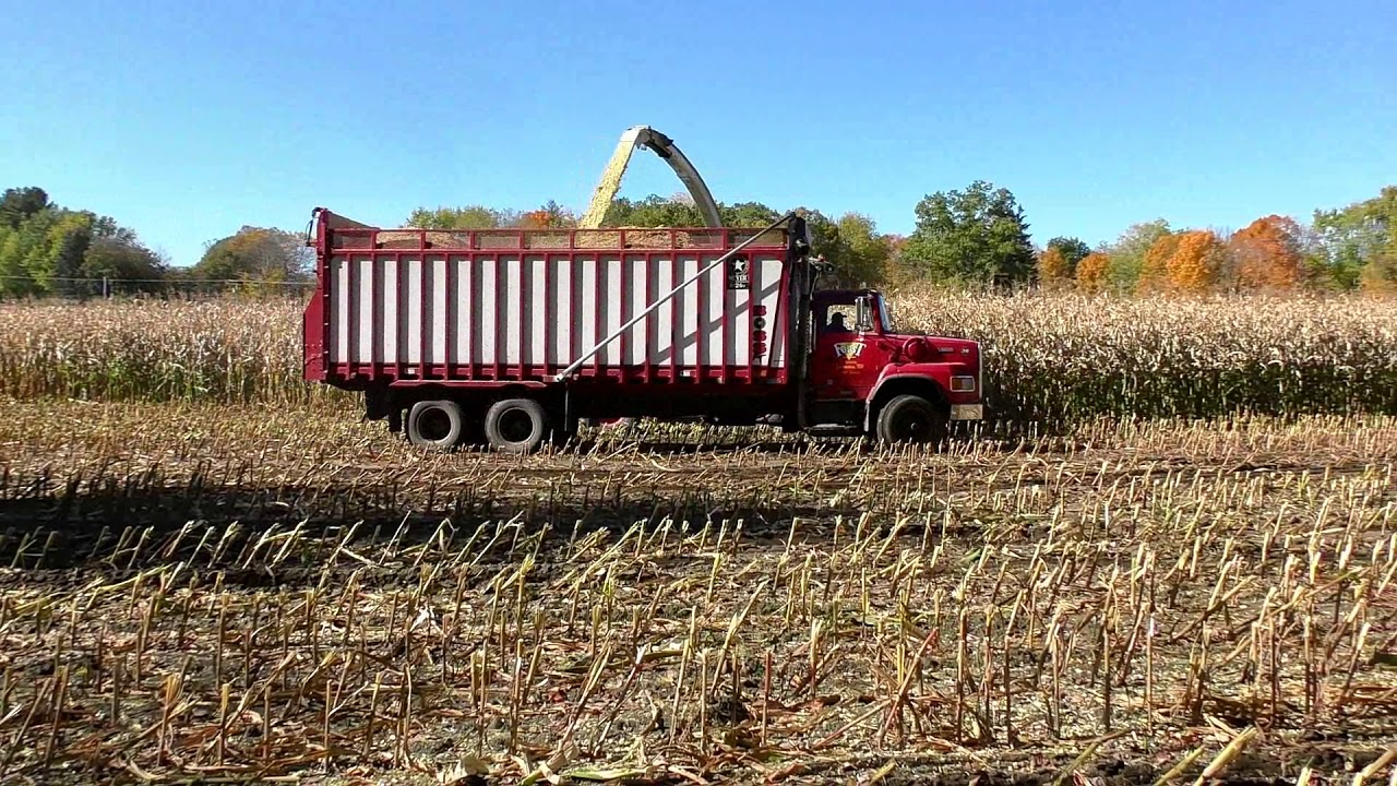 Claas 880 Jaguar chopping silage corn in N.H., Oct 2019. - YouTube