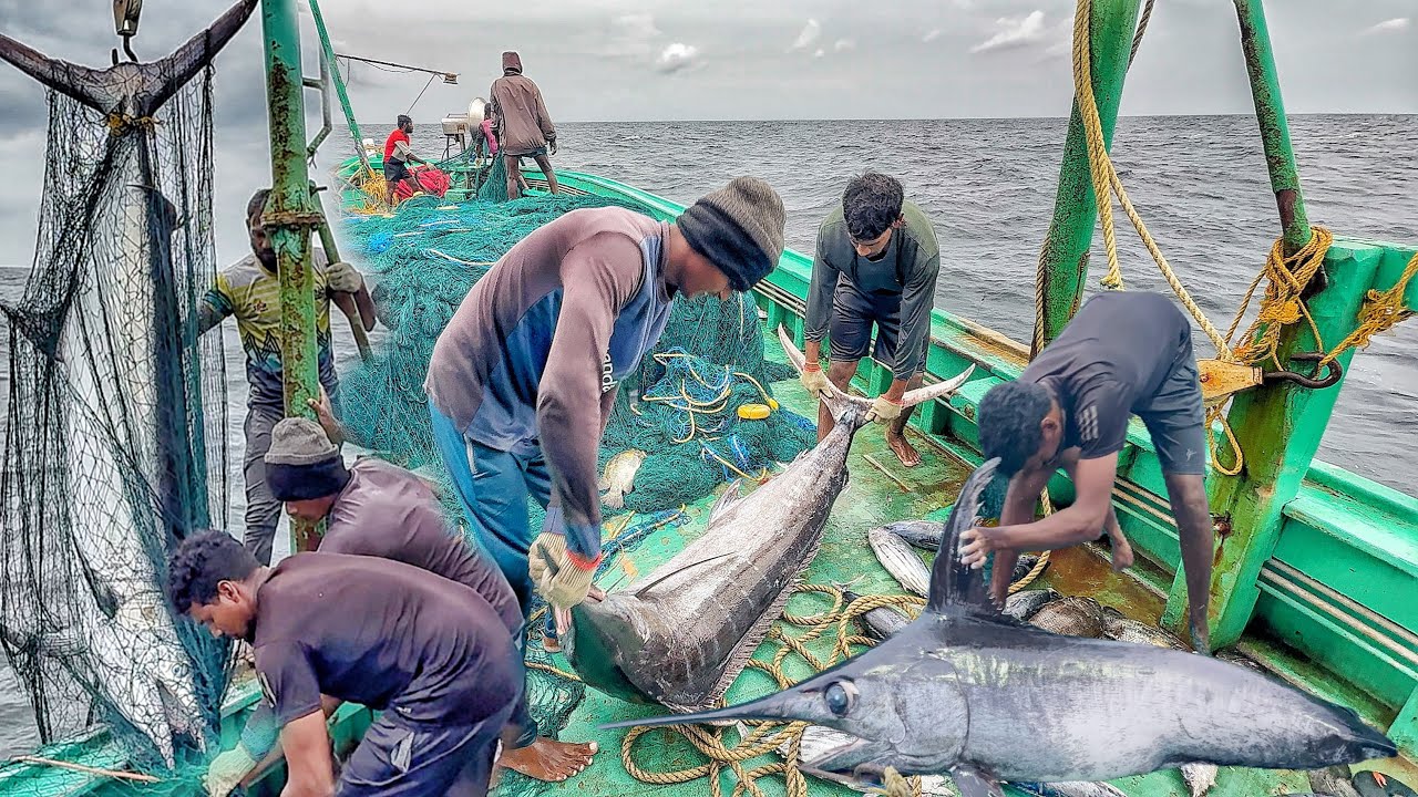“Amazing 🤩“THIRD DAY IN DEEPSEA!! Giant Marlin And Sword Fish Cathing ...