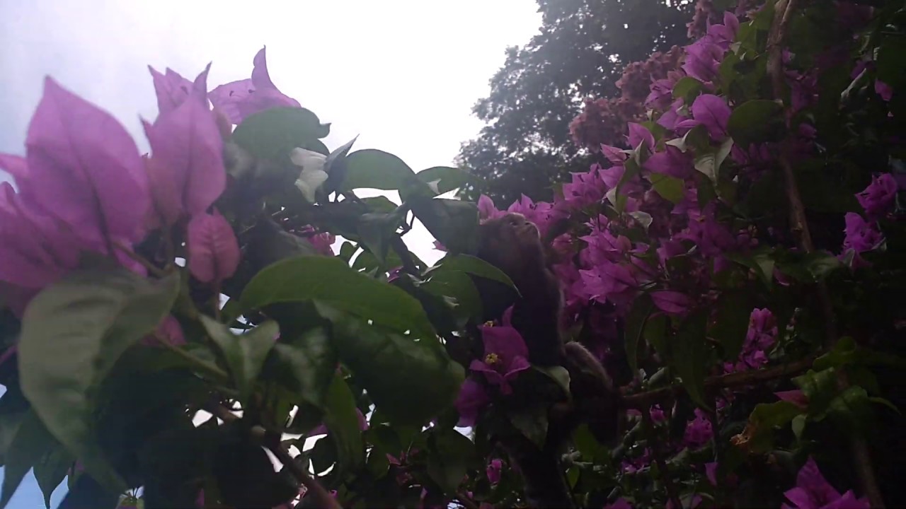 CURIOSIDADES: CONHECA MACACO MICO-ESTRELA NO UNASP -SP - YouTube