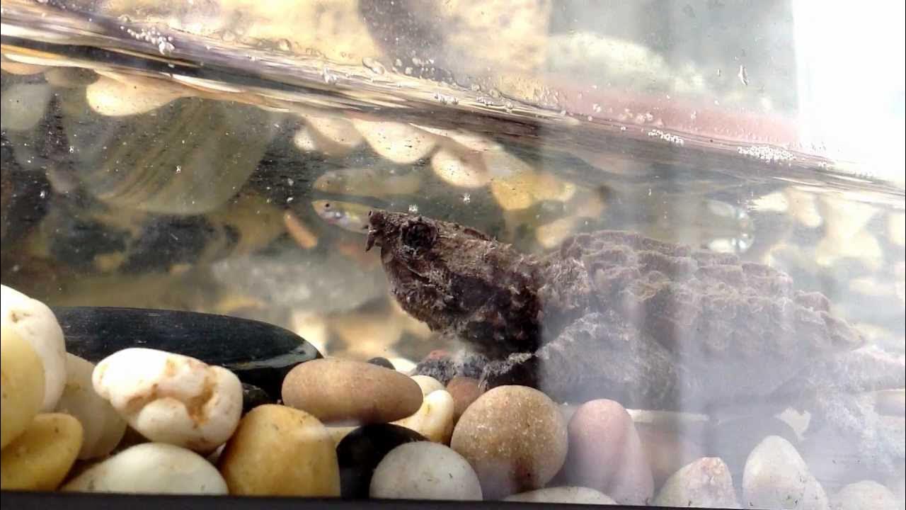 my Baby Alligator Snapping Turtle feeding on guppies - YouTube