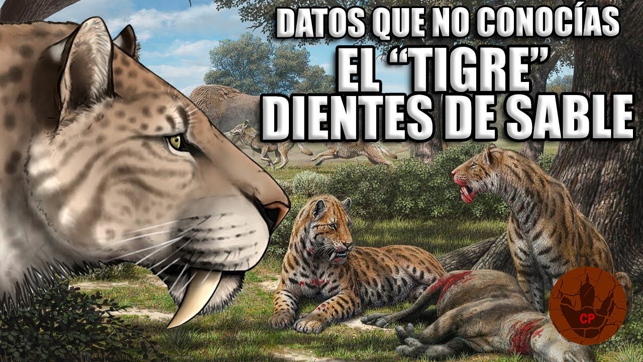 ¿REALMENTE ERA UN TIGRE? - EL FAMOSO DIENTES DE SABLE (SMILODON) - YouTube