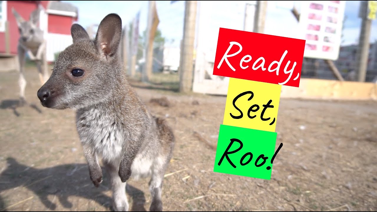 Baby Kangaroo Race | Violet vs. Nugget | Baby Kangaroo Sounds - YouTube