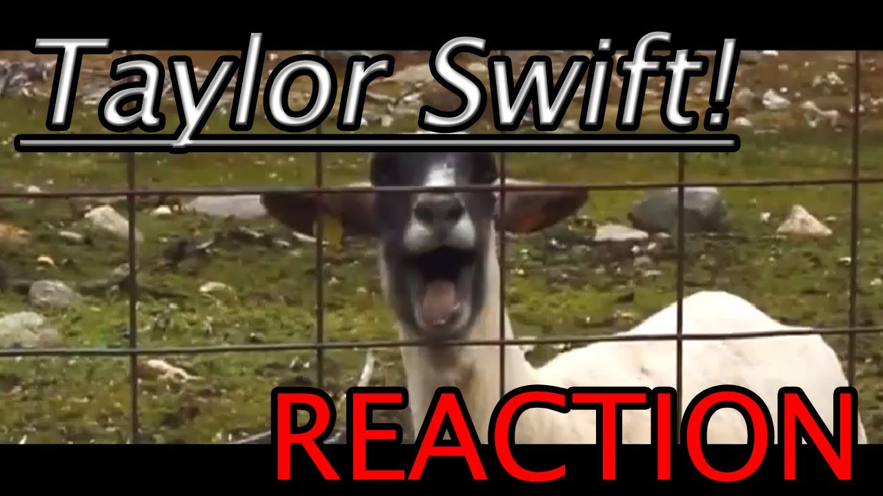 Reaction: Taylor Swift - I Knew You Were Trouble (Goat Edition) - YouTube