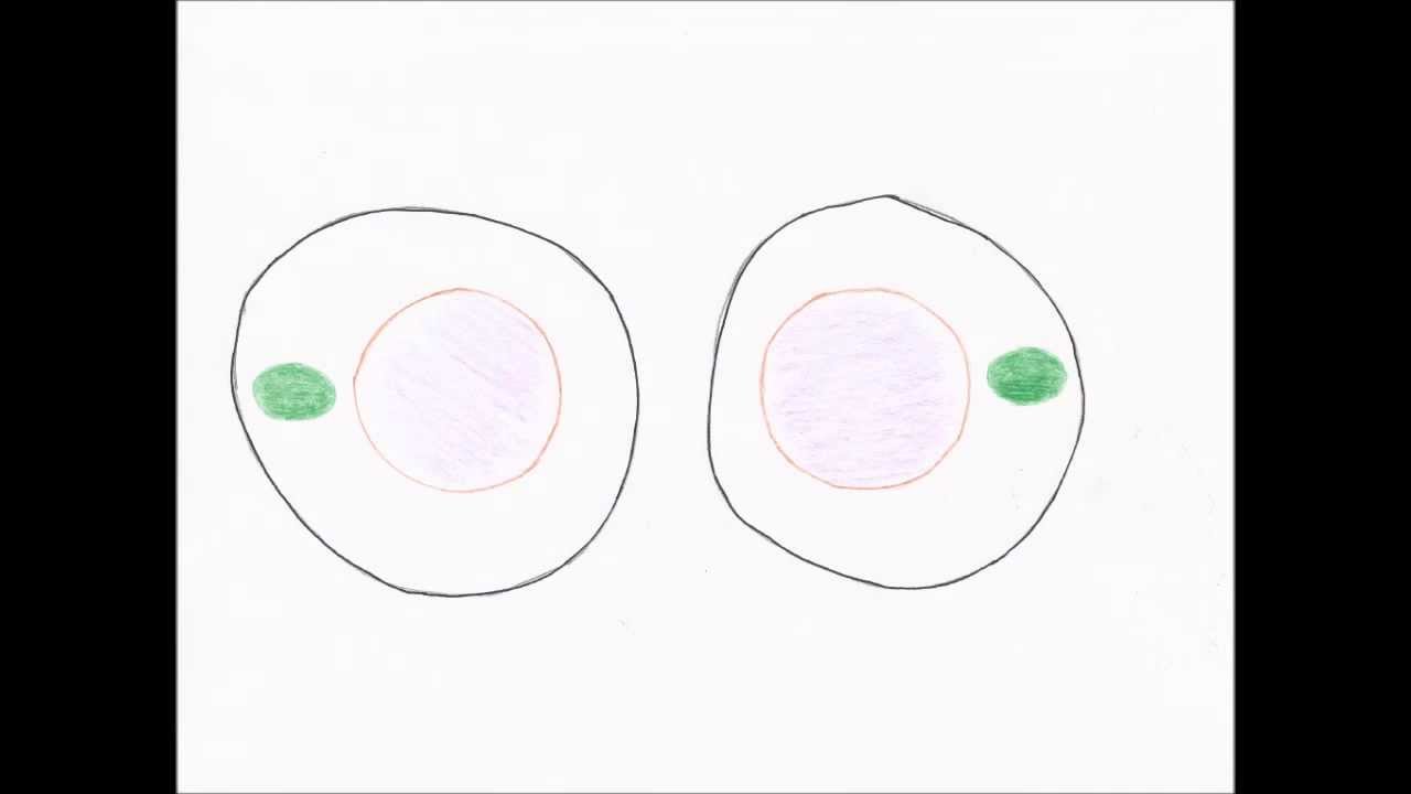 División Celular - Mitosis (Stop Motion) - YouTube