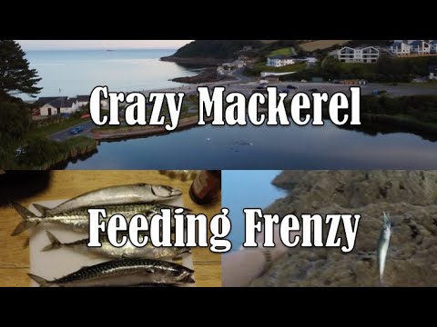 CRAZY MACKEREL FEEDING FRENZY!!! UK Catch & Cook! - Falmouth Cornwall Fishing Weekend. - YouTube