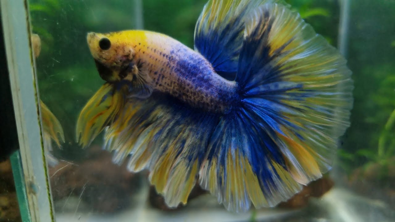 Part 316 Cá Betta copper red, betta samurai - YouTube