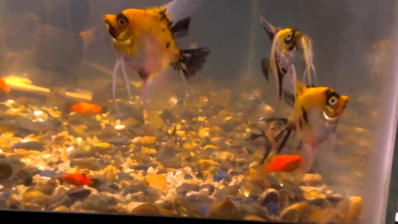 Wgps=southland=waterworld= new life= crown koi angel fish 7&8 month old ...