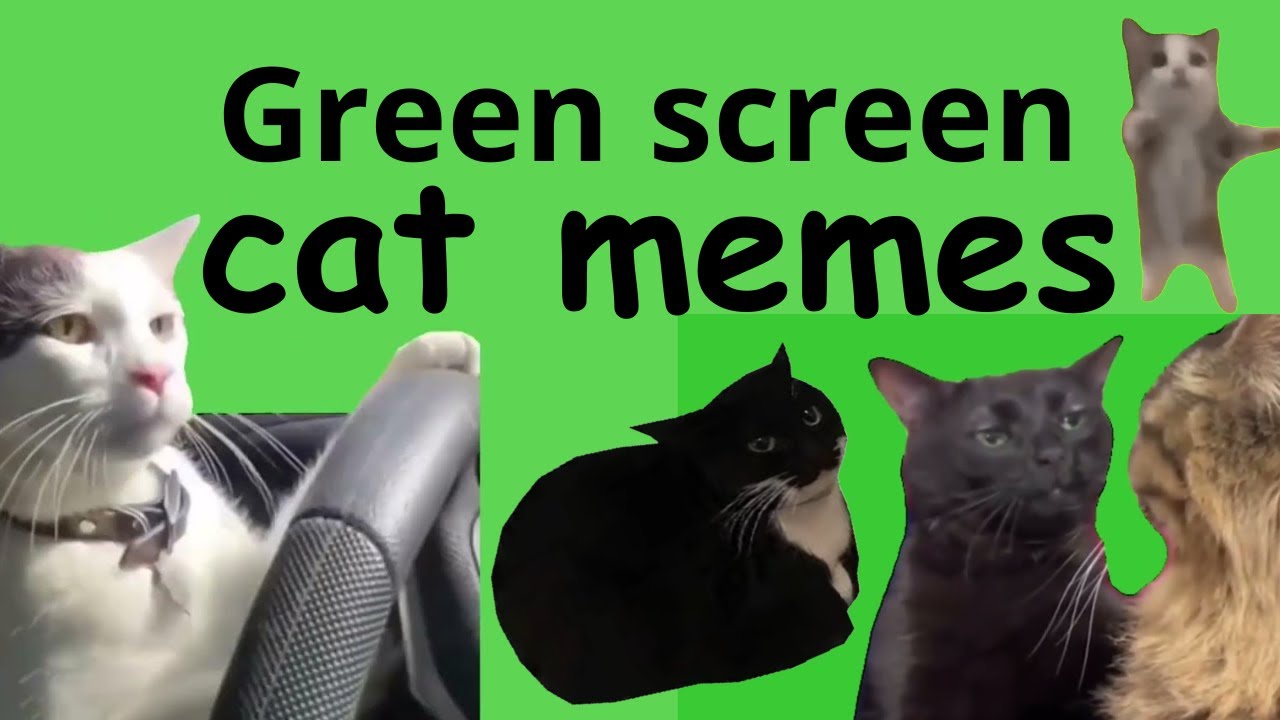 cat memes compilation - green screen - YouTube