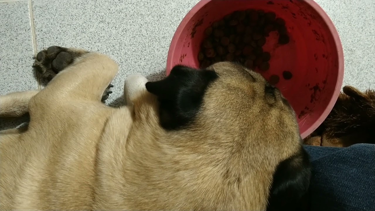 ZEUS EL PUG RONCANDO - YouTube