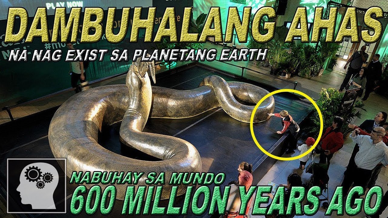 🔴 DAMBUHALANG AHAS na NABUHAY ng 600 MILLION YEARS AGO | Jevara PH ...