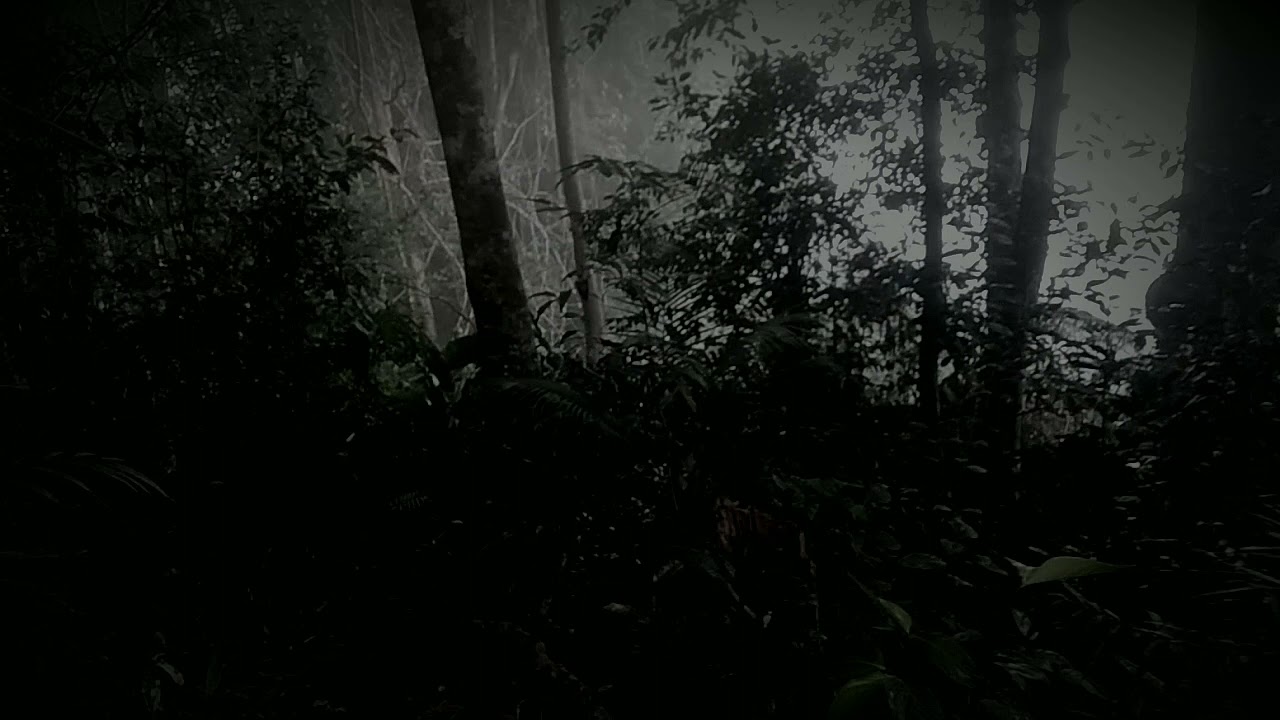 video mentahan hutan - YouTube