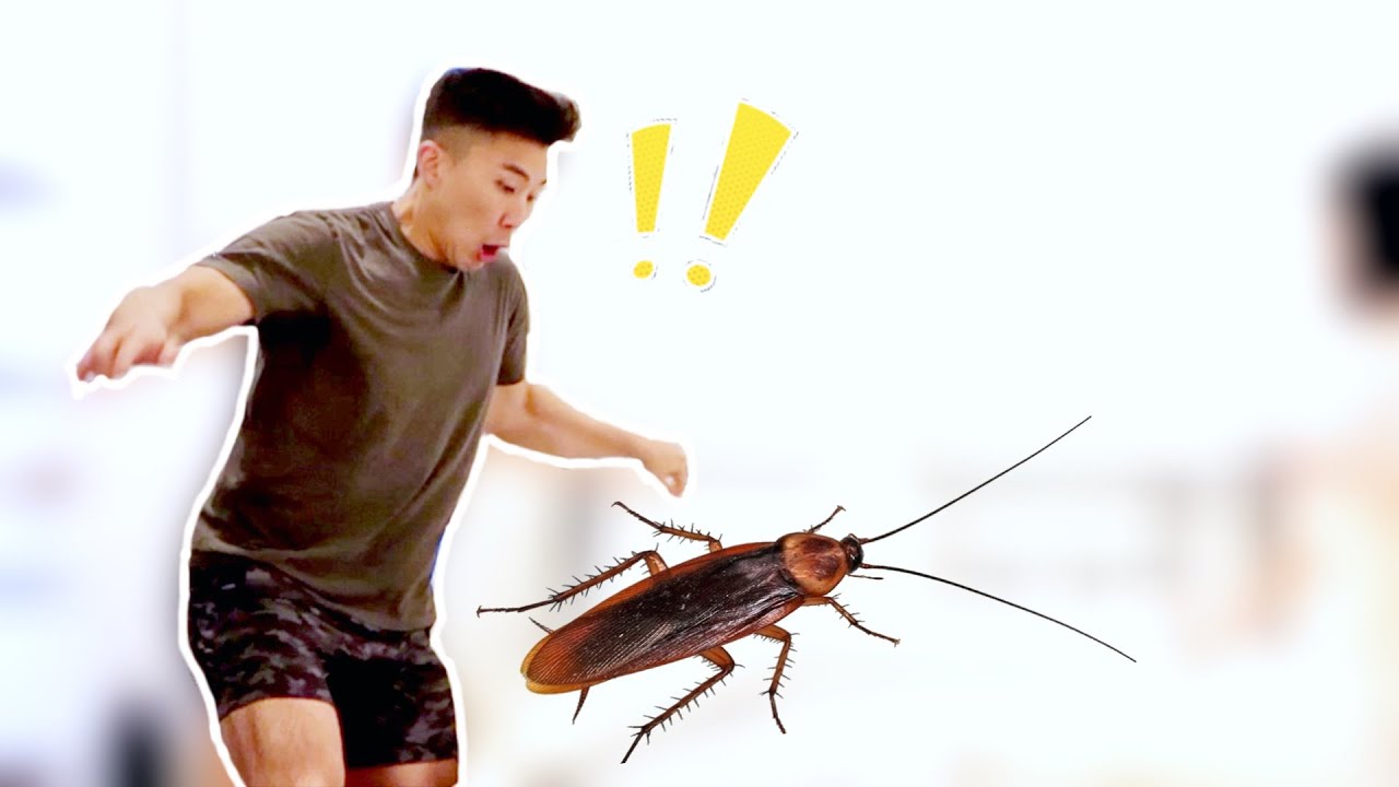 🪳COCKROACH🪳 PRANK ON MY BOYFRIEND *sorry babe* - YouTube