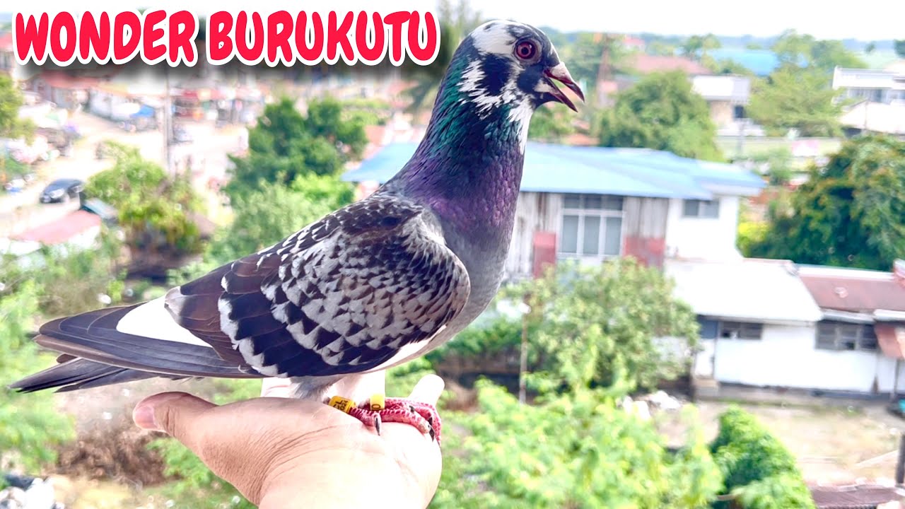 EP830 - ANG TINDE MO BURUKUTU! - YouTube