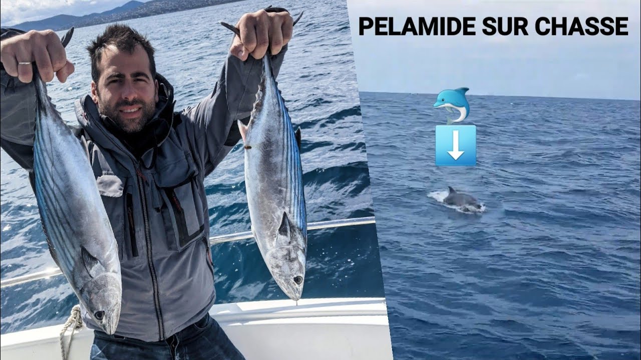 PELAMIDE: pêche en mer aux leurres sur chasse, visite des dauphins ...