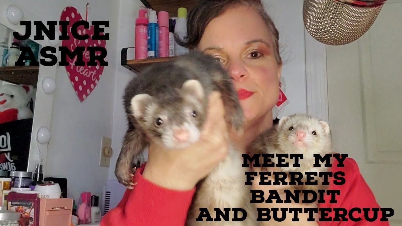JNICE ASMR: Meet My Ferrets Bandit And Buttercup - YouTube
