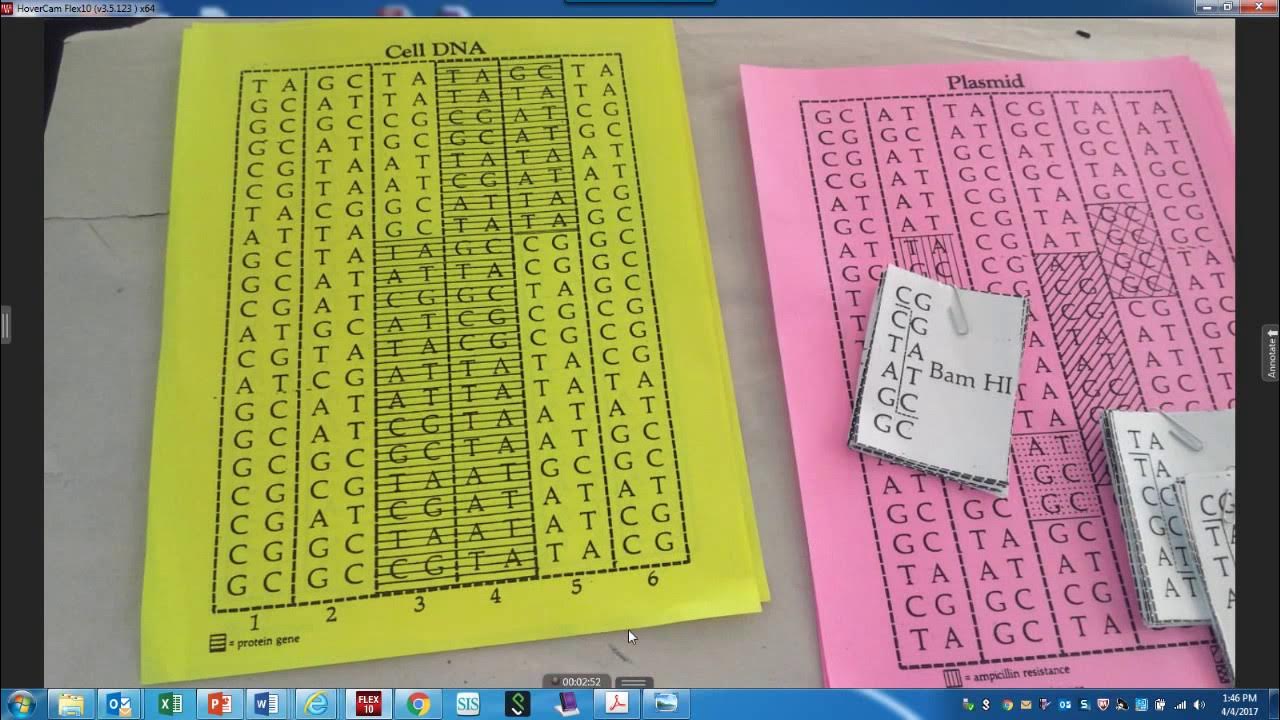 LAB: Recombinant DNA using Paper Plasmids - YouTube