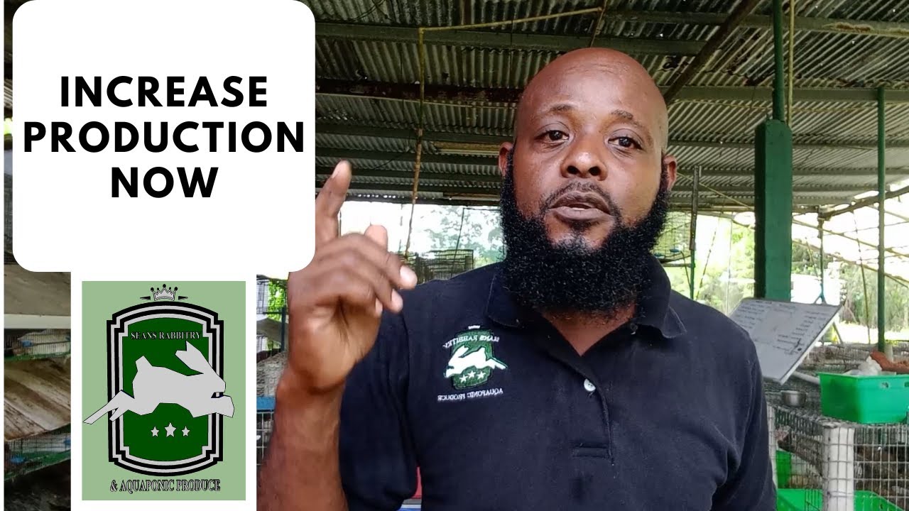 Trinidad Rabbit Farming - Increase Production Now - YouTube