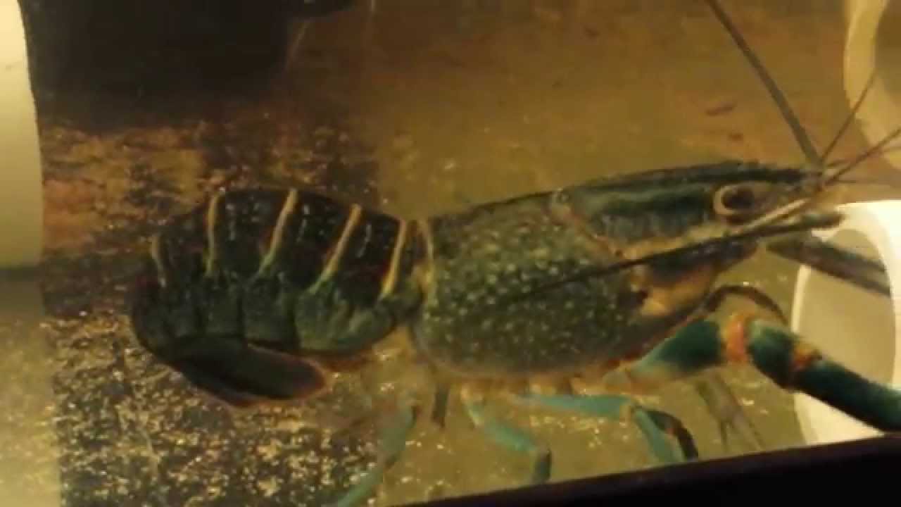 Australian red claw in berry. - YouTube