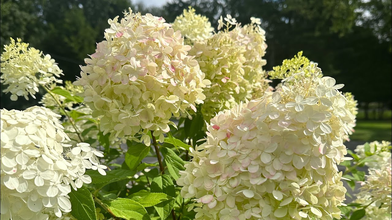 009 Limelight hydrangea colors change from beginning till now(8/21/2023 ...