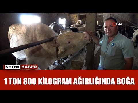 Çanakkale'de 1 ton 800 kilogram ağırlığındaki boğa 340 bin TL