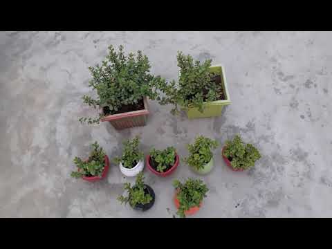 Jed plant in small pot at my terrace - YouTube