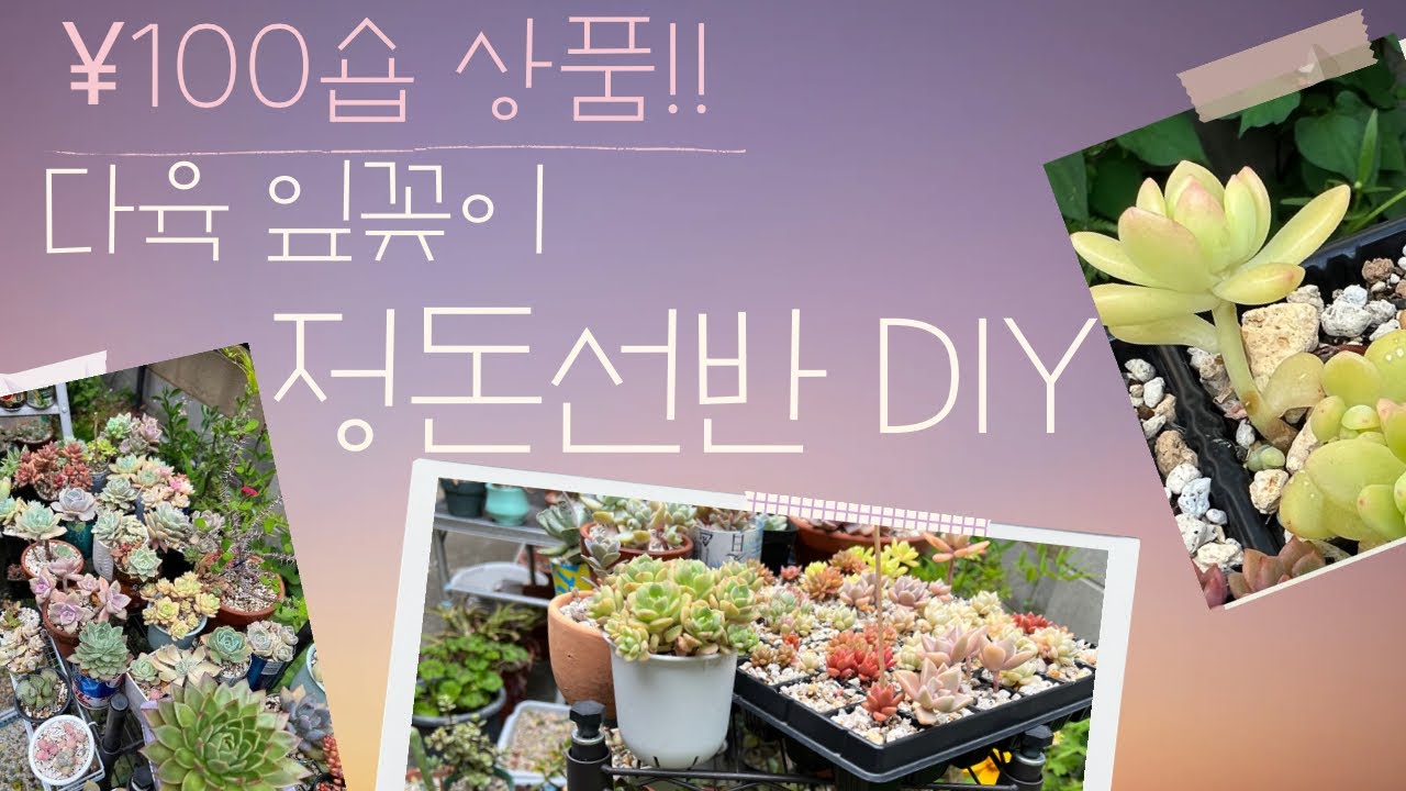 다육 잎꽂이 선반 만들기 ¥100숍 상품 Diy Youtube