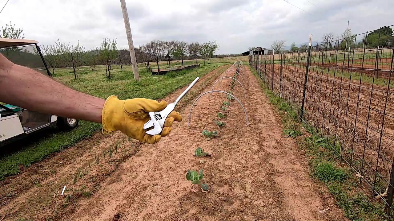 Planting Taters and side dressing cole crops - YouTube