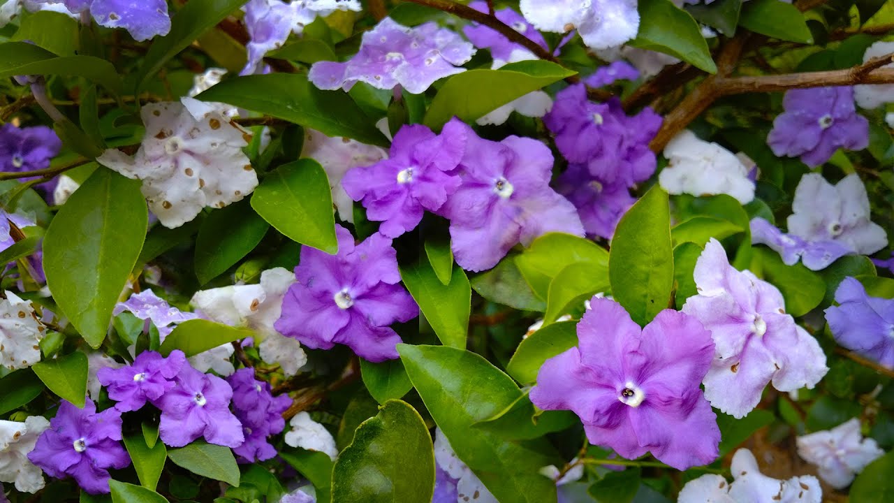 Brazil Rain Tree | Sariyuth Mugalan Flower Plant (Brunfelsia pauciflora ...