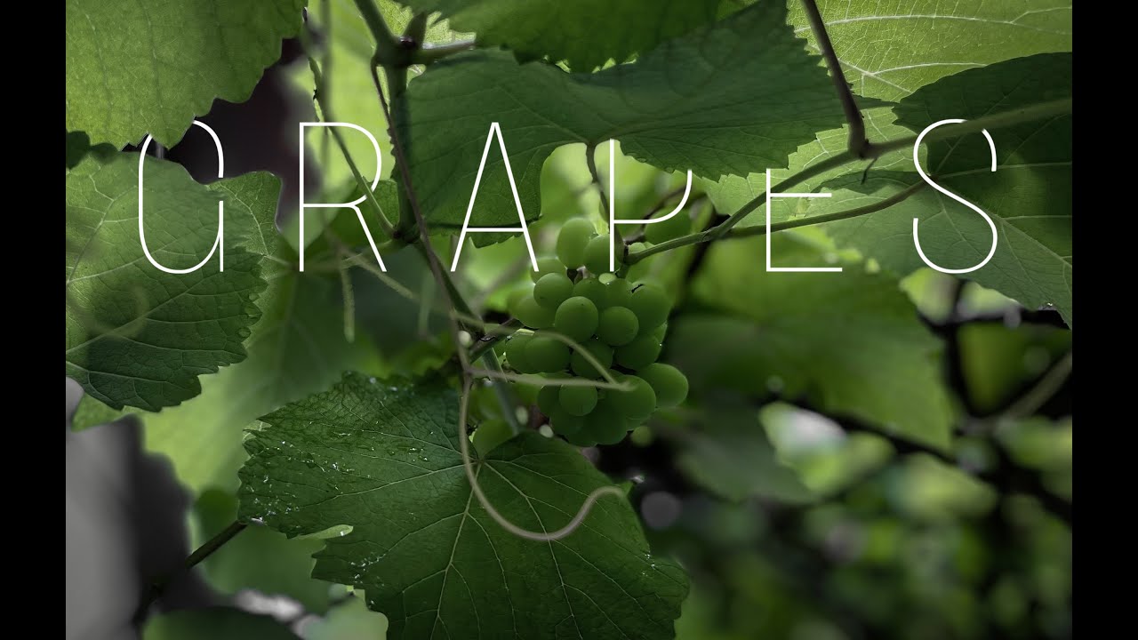 Green Grapes 4K | Cinematic ASMR - YouTube