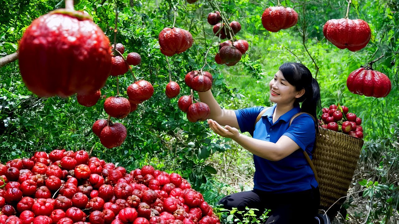 How to harvest Sour Ear, sell them at the market and cook them | Tieu ...