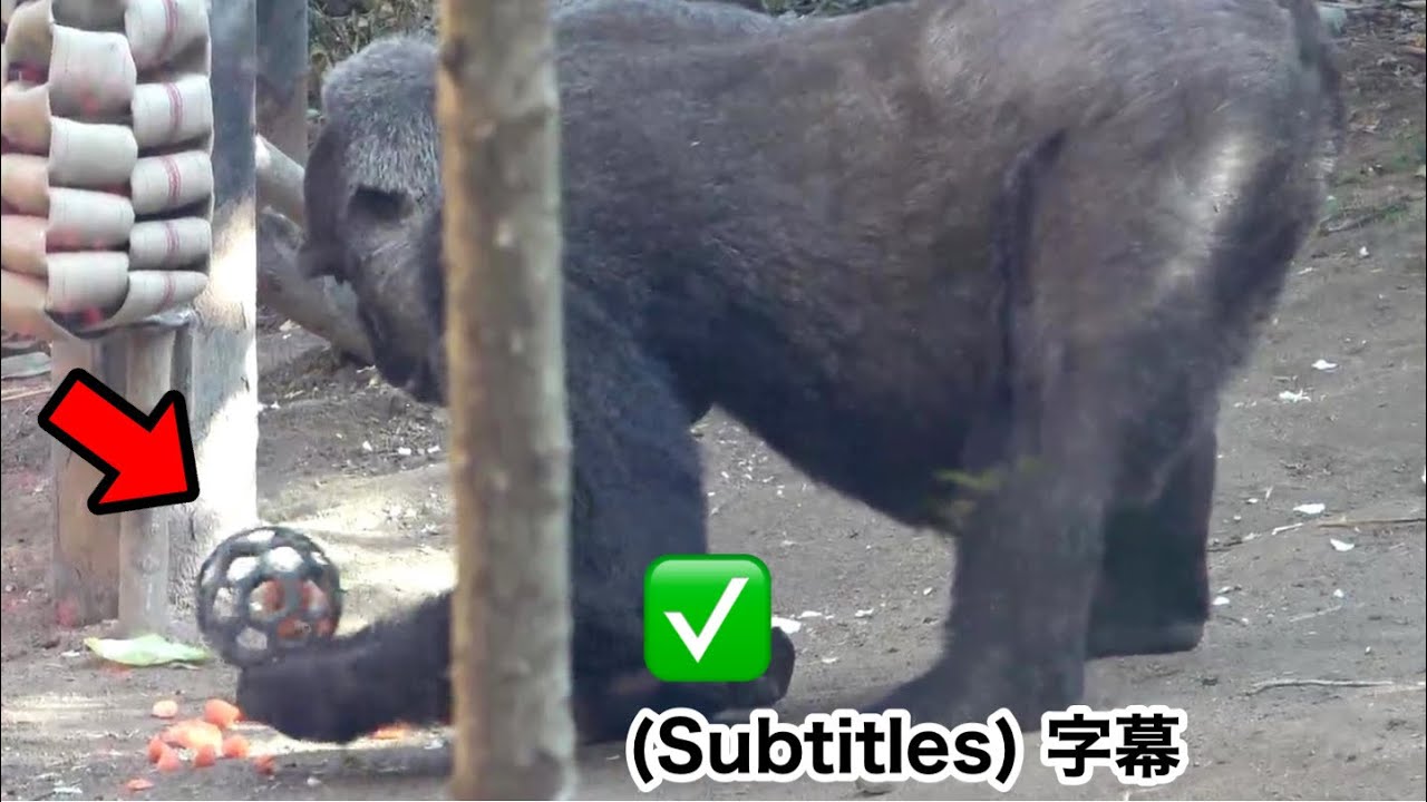 Is this real ? Pregnant Genki started showing interest in the ball ...