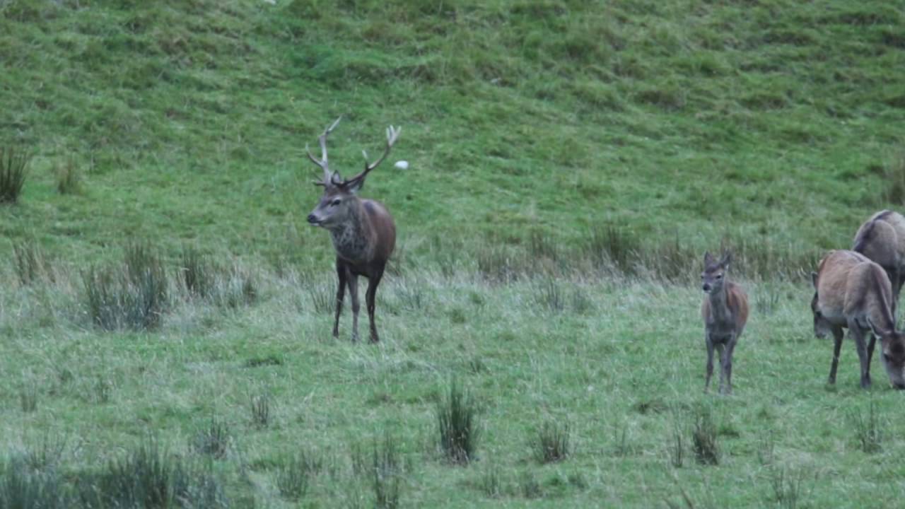 red stag in the rut - YouTube