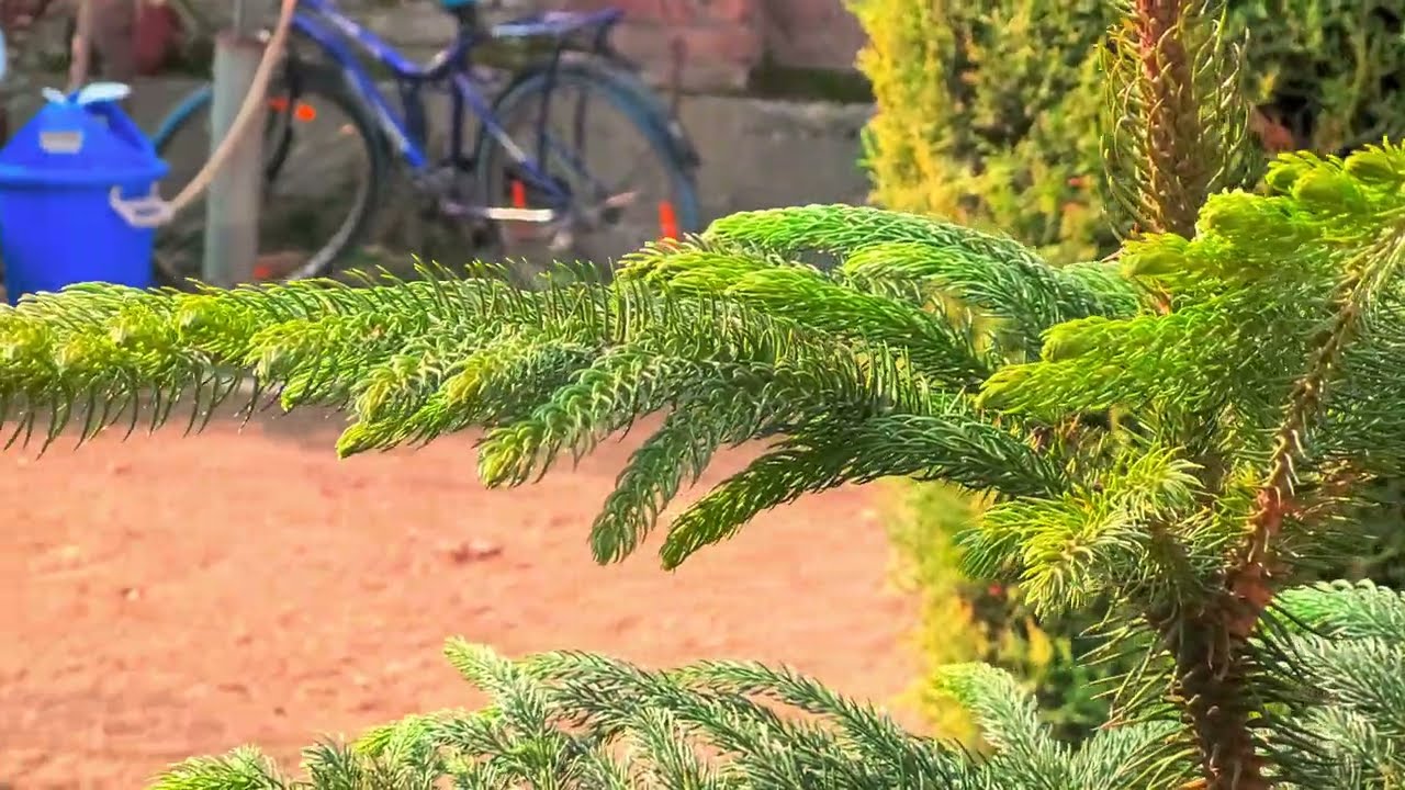 Samsung Galaxy S20 FE 5G | 4K-HDR | sample video.
