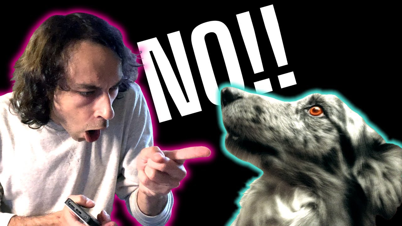 Dire "NO" al CANE non SERVE!! A meno che... - YouTube