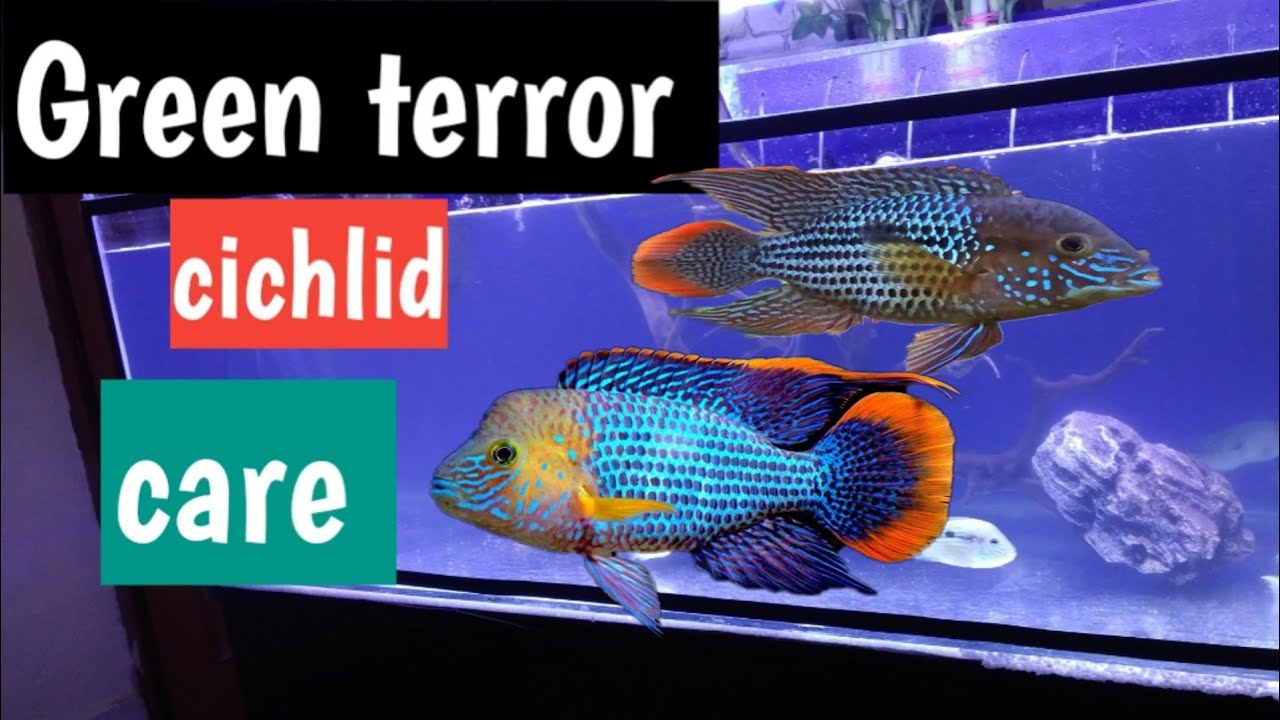 How to care green terror cichlid || feeding || - YouTube