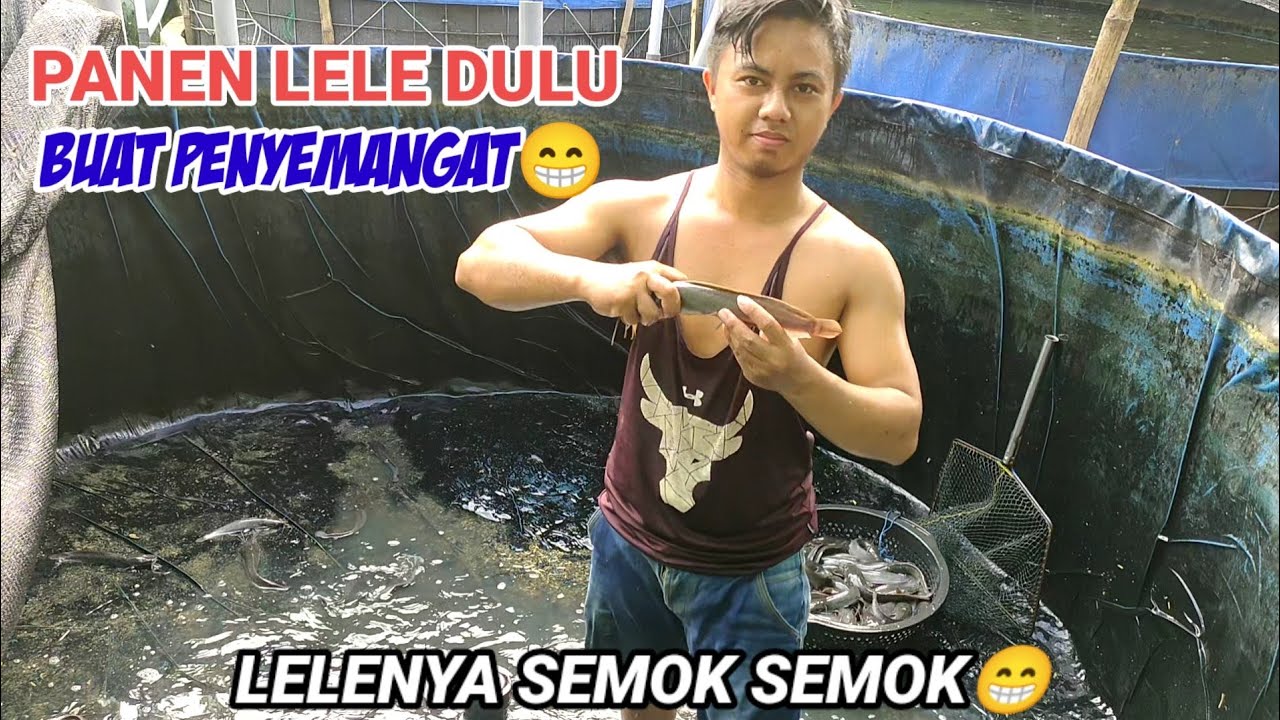 PANEN LELE TERAHIRAN #budidayalele #pakanalternatif #ternaklele #lele ...