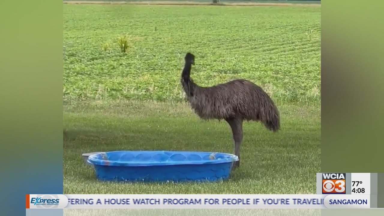 The Story of Lady Emu's Capture - YouTube