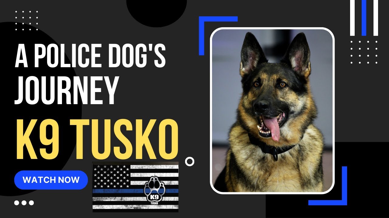 K-9 Tusko's journey - YouTube