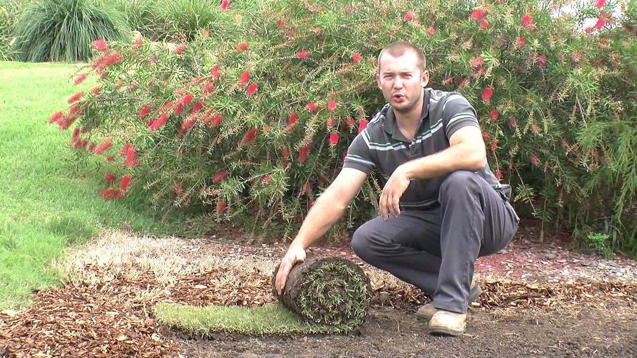 How To Lay Turf Properly | Step By Step Instruction Video - YouTube