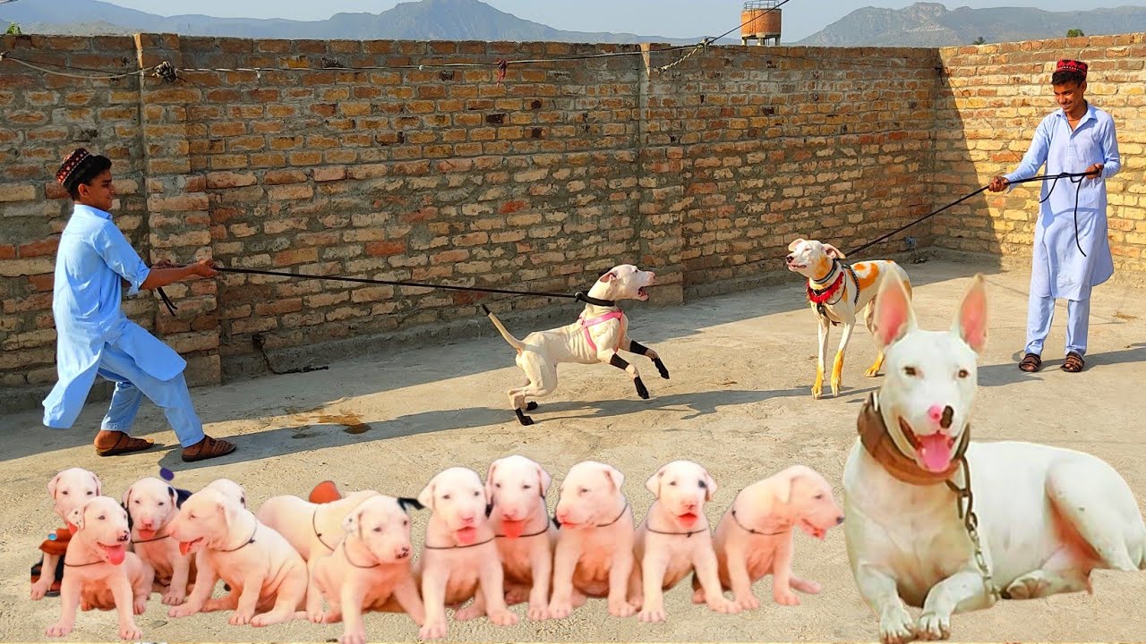 Dogs market in pakistan | kohat dogs market | top Class Bully Dog | dog ...