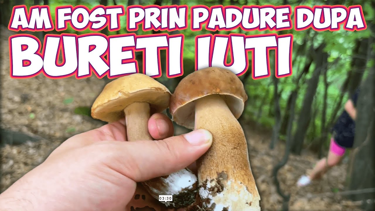🌳 la cules de HRIBI (mânătărci) si BURETI IUTI - YouTube