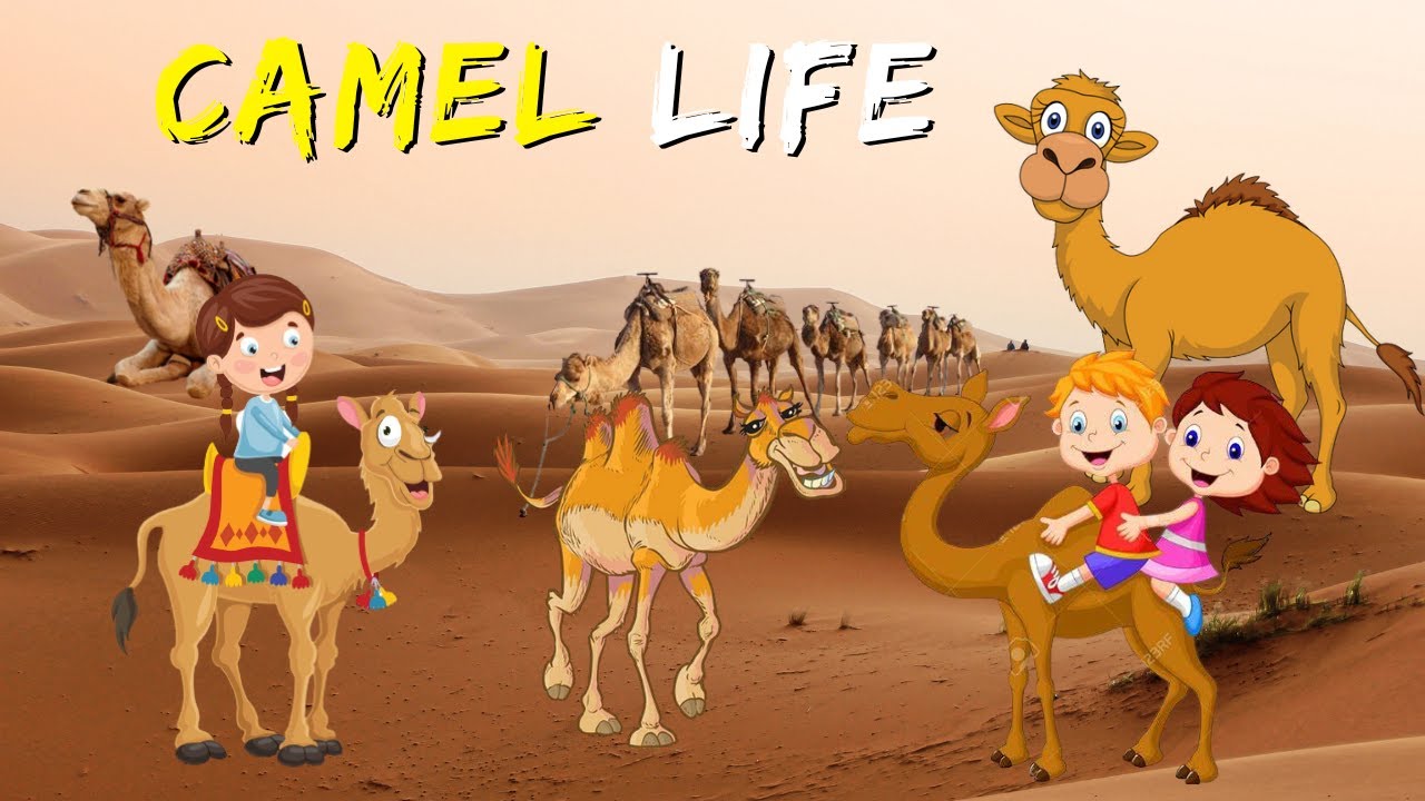 Amazing Camel Life | Animals Kids Videos | Animals Sound | Baby Animals ...
