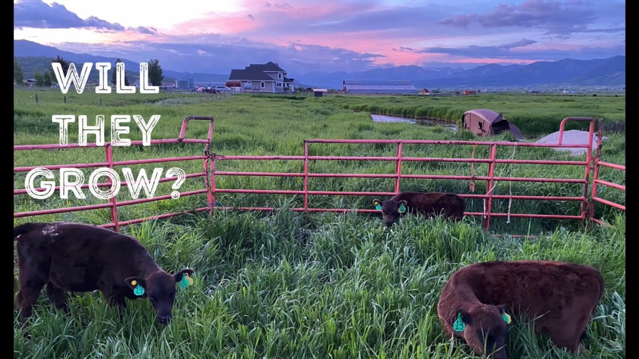 Trying Out Intensive Grazing With Our Orphan Calves - YouTube