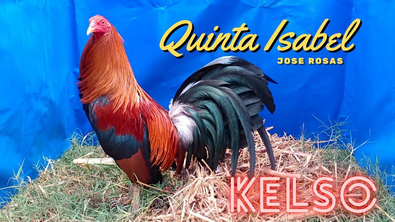 Quinta Isabel. Kelso (YA NO DISPONIBLE) 2/02/23 - YouTube