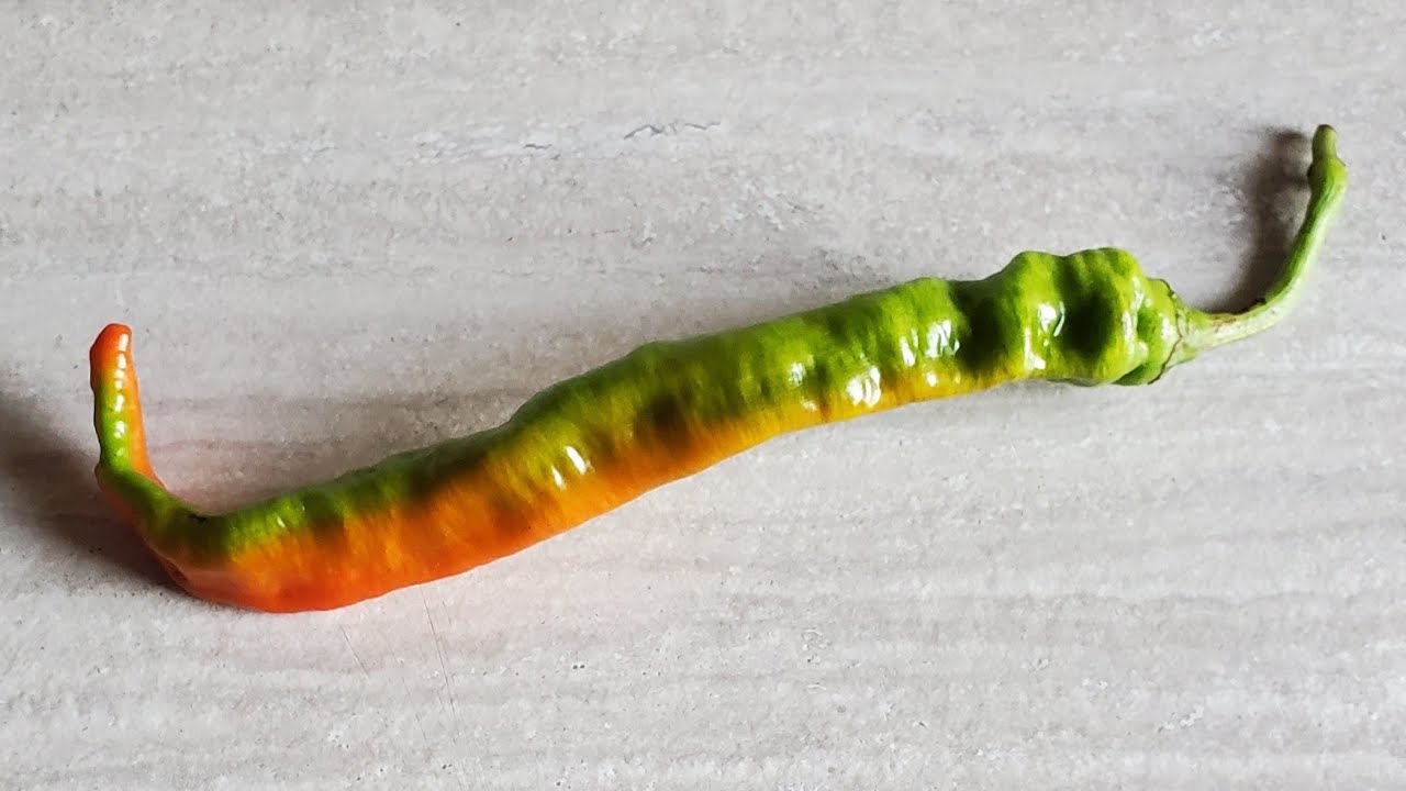 Space Chili... grown at Rustic Ridge Farm... Lothian, MD! - YouTube
